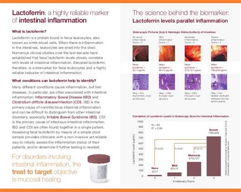 Stool Lactoferrin Meaning At Edna Mondragon Blog