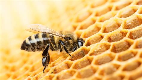 Is Honey Bee Vomit Iflscience