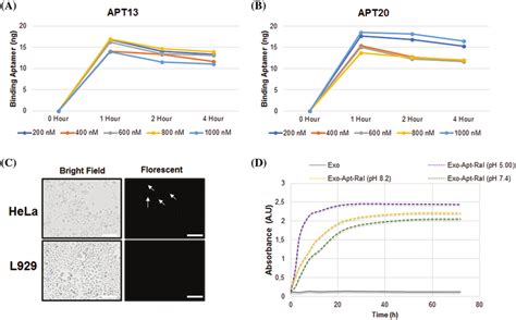 Aptamer Binding And Drug Release Studies A Time Dependent Binding