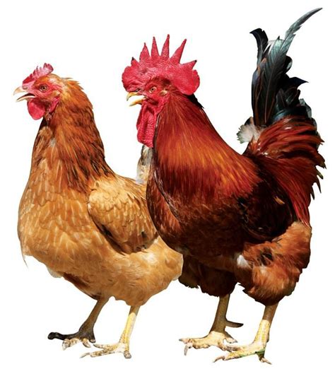 如何区分公鸡和母鸡 从外观上如何辨别 海外华人网