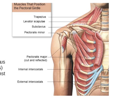 Fixator Diagram Quizlet