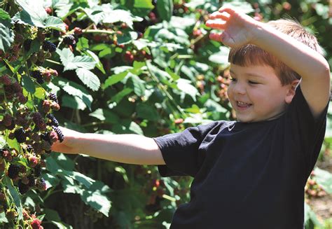 Nursery World The Plants In My Street Time To Go Blackberry Picking