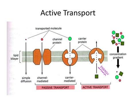 Ppt The Cell Membrane Gatekeeper Of The Cell Powerpoint Presentation