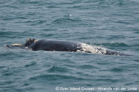 Active Whales 27 September 2019 Marine Dynamics Whale Tours