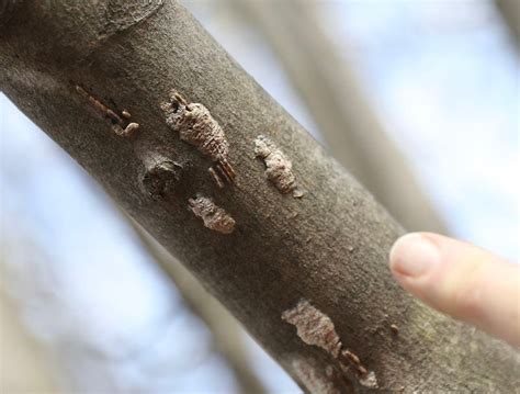 Lanternfly Eggs Spotted In Nyc Heres What They Look Like How To