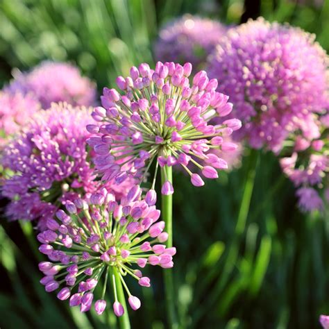 Allium Plants For Sale Online Garden Goods Direct