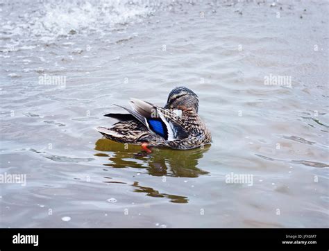 Gray Female Mallard Duck With Blue Wing Cleans Its Feathers In City