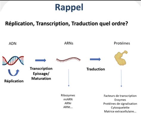Synthèse Et Dégradation Des Protéines Traduction Cartes Quizlet