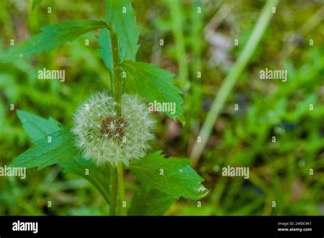 Closeup Of Beautiful Dandelion Seed Head With Seeds Attached To White