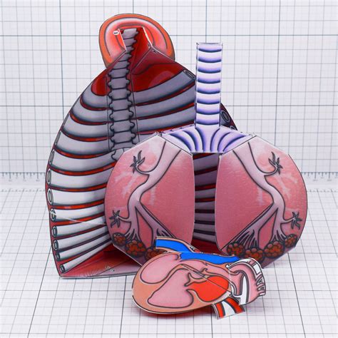 Circulatory System Model Fold Up Toys