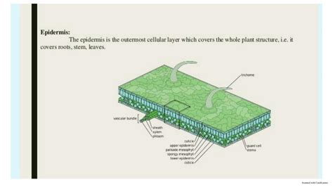 Solution Epidermis And Epidermal Emergences Notes Studypool