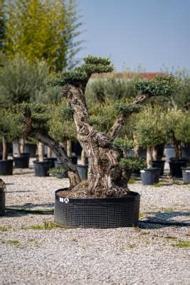 Pin On Quick Saves Potted Olive Tree Olive Tree Evergreen Plants