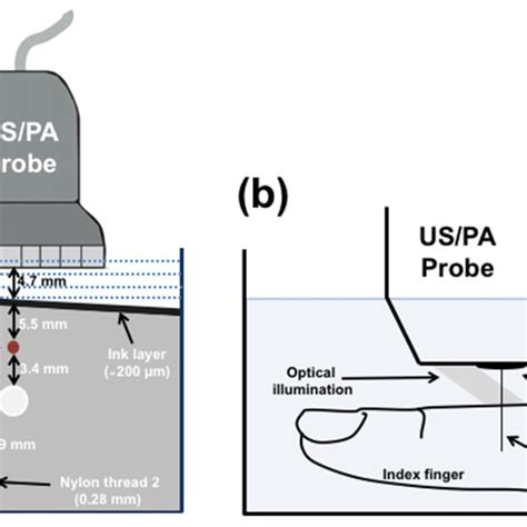 A Schematic Of The Phantom And Orientation Of The Uspa Probe B