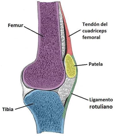 Articulación De La Rodilla Ligamentos Tipo Inervación