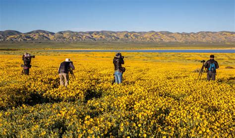 Blomsterlandskap Som Ser Ut Som Malerier