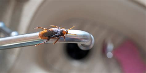 Natural Remedies For Roaches 8 Prevention Methods To Try