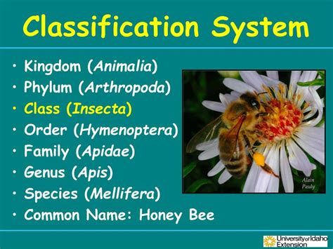 Ppt Insect Id And Management Powerpoint Presentation Free Download Id2767816