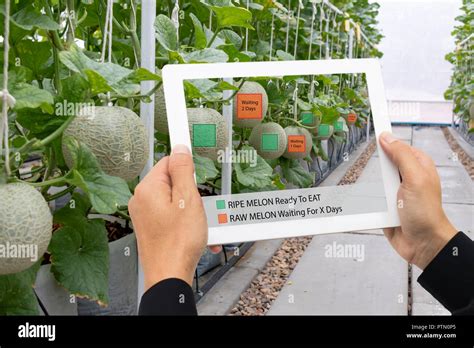 Iot Smart Farming Agriculture Industry Technology Concept Farmer