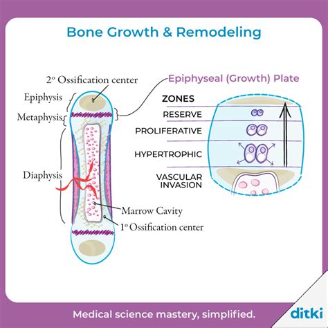 Musculoskeletal Integumentary System Bone Growth Integumentary