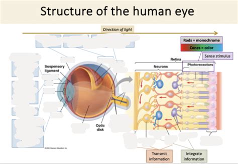 Eye Labeling Diagram Quizlet