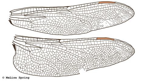 Damselfly Wings
