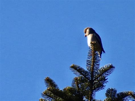 モミの木のてっぺんに By クーチャン (id:11532944) 写真共有サイトphotohito モミの木のてっぺんに By クーチャン (id:11532944) 写真共有サイトphotohito