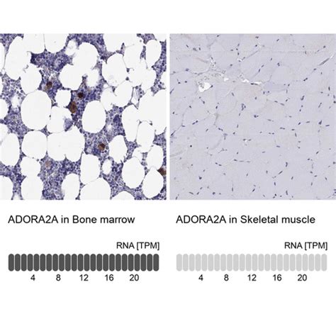 Anti Adora2a Human Protein Atlas Antibody