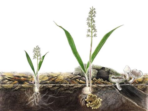 Orchids Nutrient Theft From Fungi Sheds Light On…