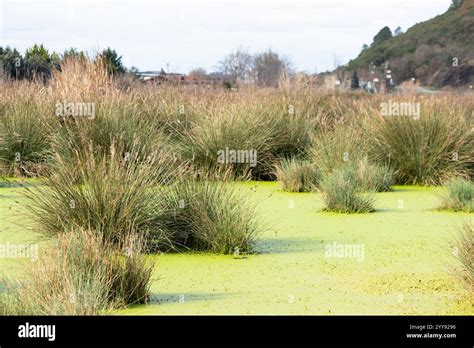 Puddle Covered With Moss Natural Area Swamp Green Swamp And Blue Sky
