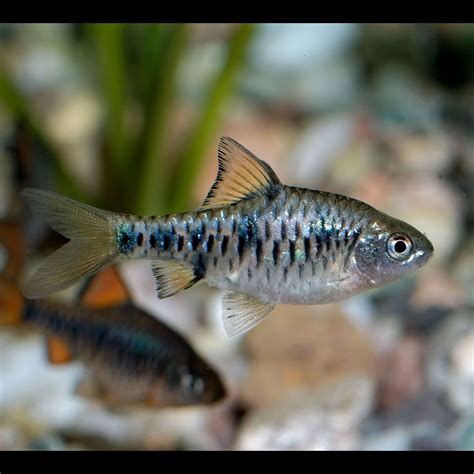 Checkered Barb Planted Tank Mates