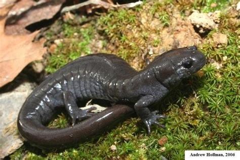 Smallmouth Salamander