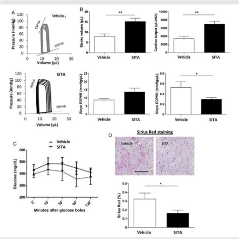 sita improves lv diastolic compliance in lepr db db mice a