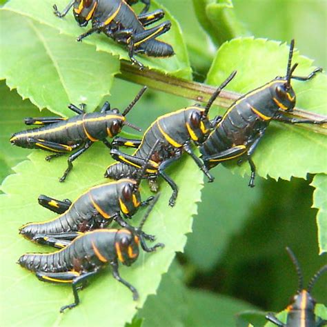 Devil Horse Grasshopper At Margaret Kyzer Blog