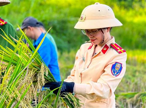 Sắc Xanh Tình Nguyện Xuống đồng Gặt Lúa Giúp Người Dân Giữa Trời Nắng