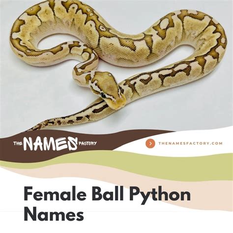 340 Unique Ball Python Names To Get Inspired Now