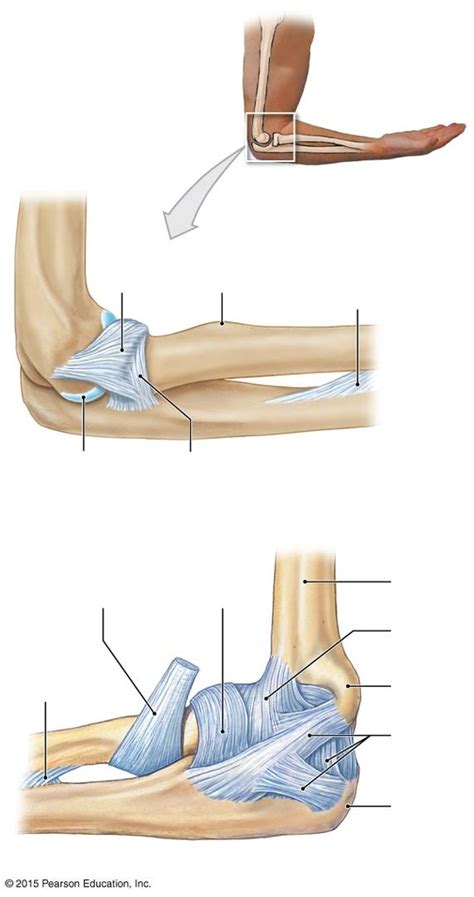 What Ligaments Are In Your Arm At Darcy Bromley Blog