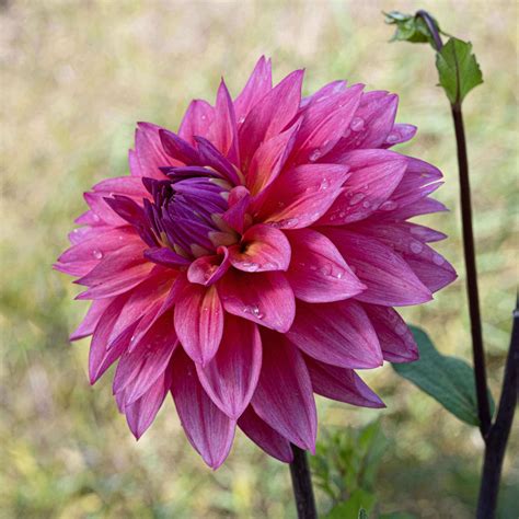 Buy Feline Yvonne Dahlia Tuber Bulb Bear Creek Farm