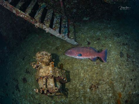 Guest Photos Deep Blue Dive Center