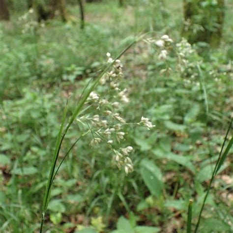 Weißliche Hainsimse Luzula Luzuloides