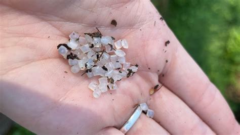 Hunt Reveals Plastic Pellet Pollution Across Florida