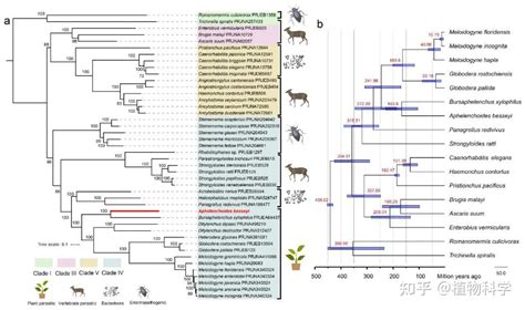 四川省农科院联合南京农业大学完成水稻干尖线虫全基因组测序 知乎