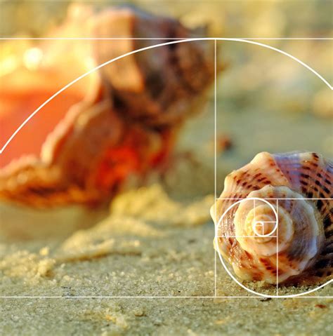 Shell De Sequencia De Fibonacci Nautilus Shell Cross Section Symmetry