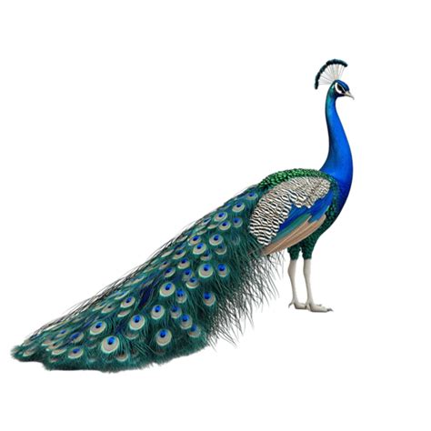 Peacock Pngs For Free Download