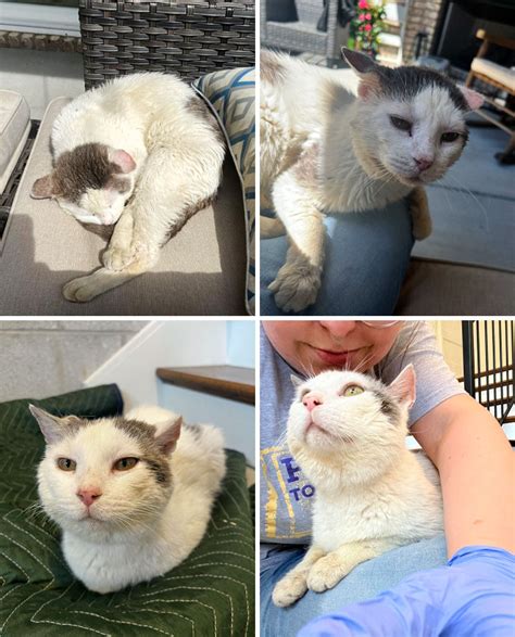 50 Rescued Cats Transform From Fear To Forever Love