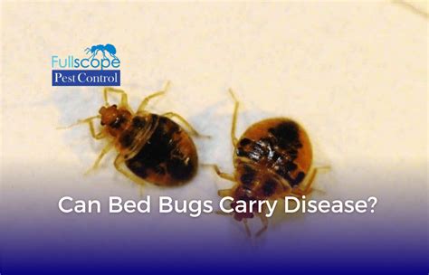 Diseases That Bed Bugs Carry At Paula Roche Blog