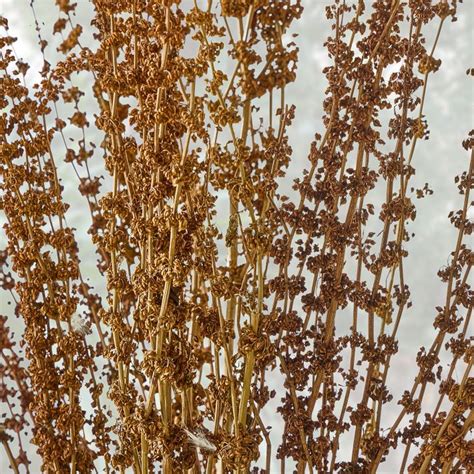 Dried Natural Basil Stems West Elm