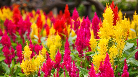 All About Crazy Colorful Celosia With Gardening Expert Ciscoe Morris