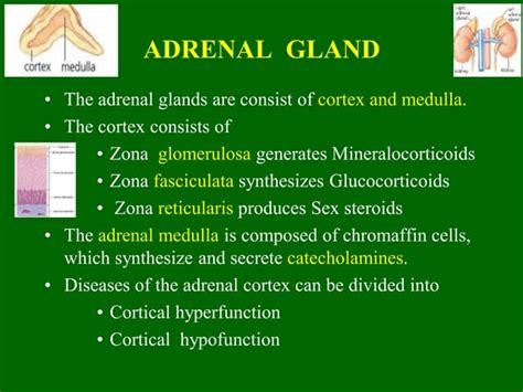 Adrenal Gland Pathology Pptx