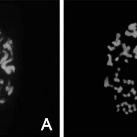 Fluorescence Staining Of Mitotic Metaphase Chromosomes With Dapi A Download Scientific
