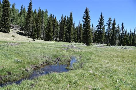 Mount Baldy Az Hike White Mountains Meadows Summer Flowers